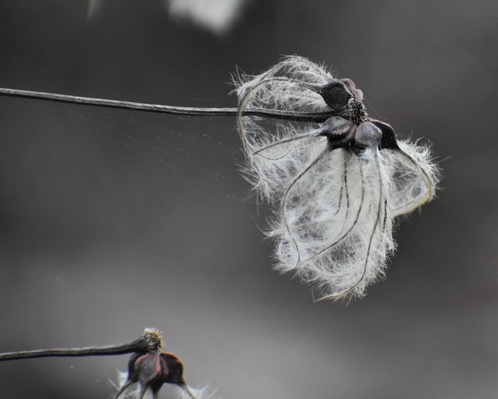 Netleaf Leather Flower from Aiken County, SC, USA on March 13, 2021 at ...