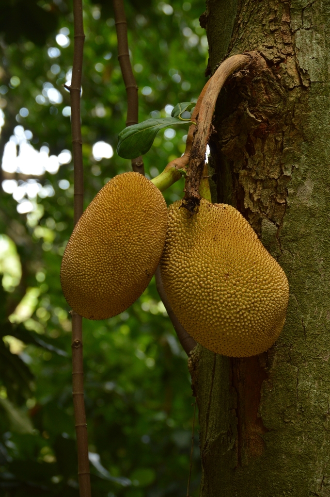 mulberry and fig family (Moraceae) - Botanical Realm