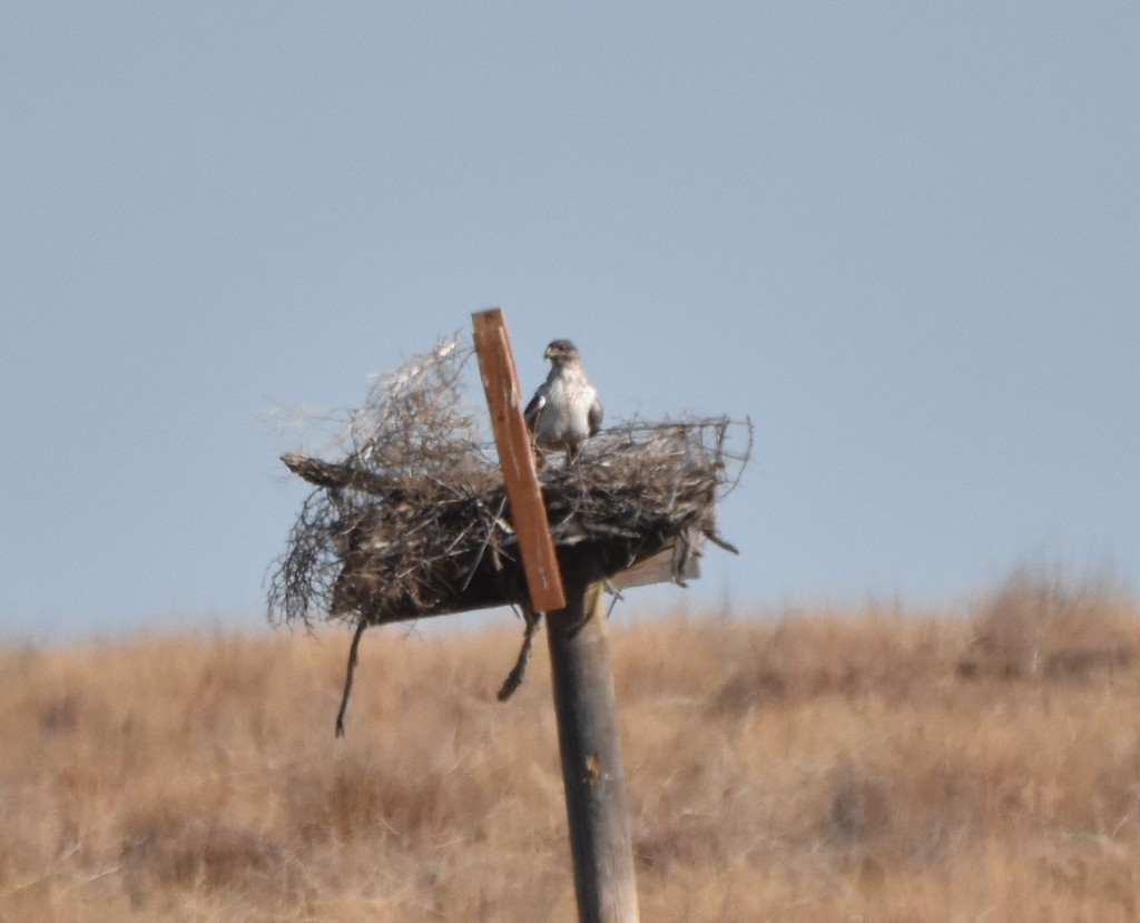 Ferruginous Hawk from Ada County, ID, USA on March 14, 2021 at 10:28 AM ...