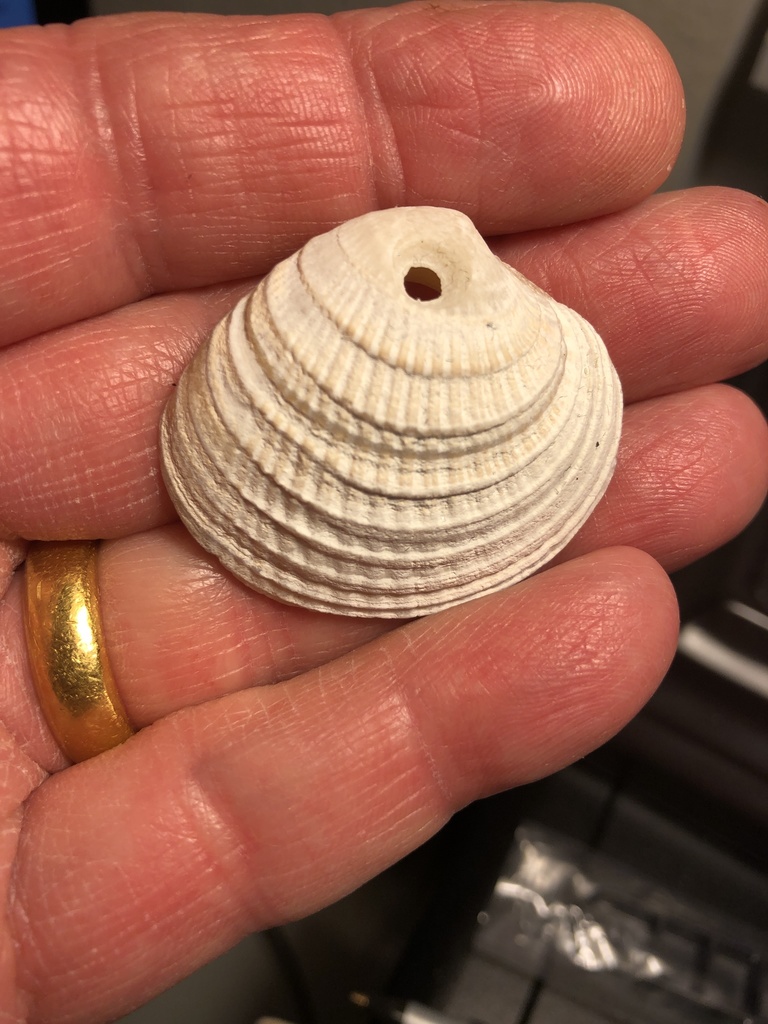 California Venus from North Pacific Ocean, Solana Beach, CA, US on ...