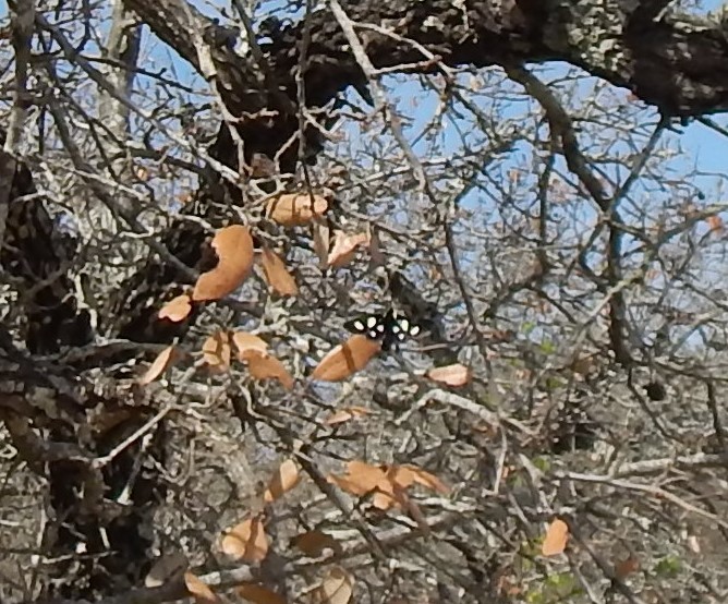 Eight-spotted Forester Moth in March 2021 by Cindy Chrisler · iNaturalist
