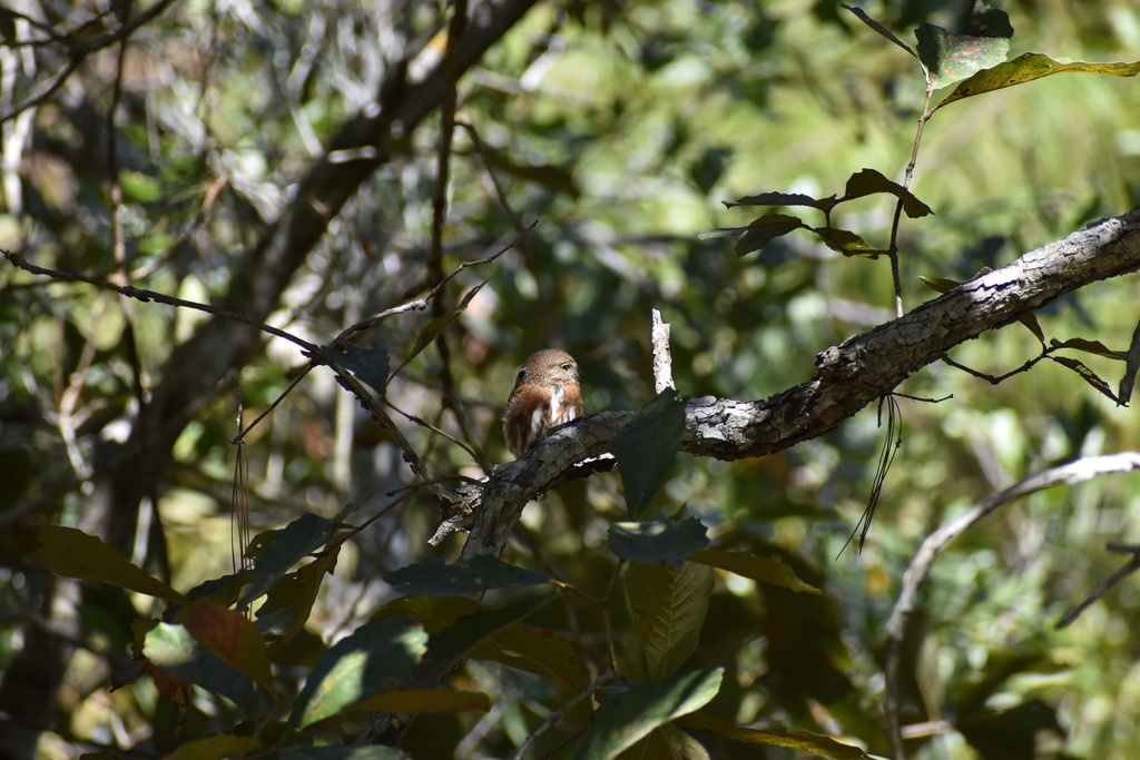 Tecolote colimense desde Cabo Corrientes, JAL, MX el 14 de marzo de ...