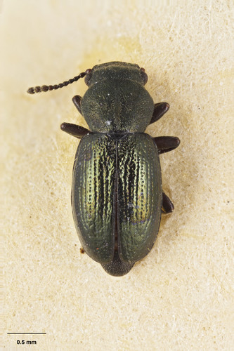 Antarcticodomus fallai · iNaturalist United Kingdom