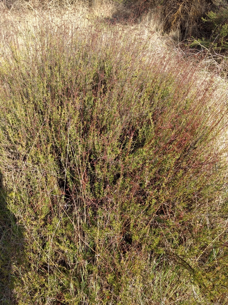 California Buckwheat from Live Oak Canyon, Redlands, CA, USA on March ...