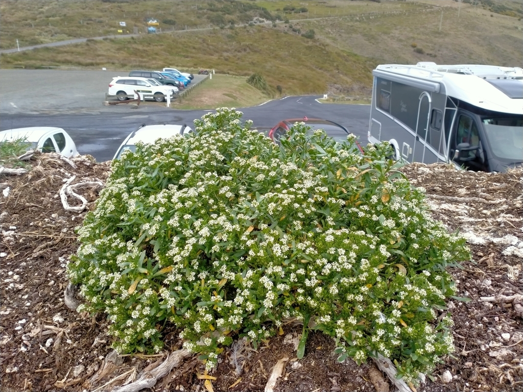 Thick-leaved Scurvy Grass in March 2021 by John Barkla. Self ...