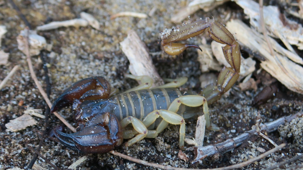 Coastal Robust Scorpion from Perth WA, Australia on October 30, 2017 at ...