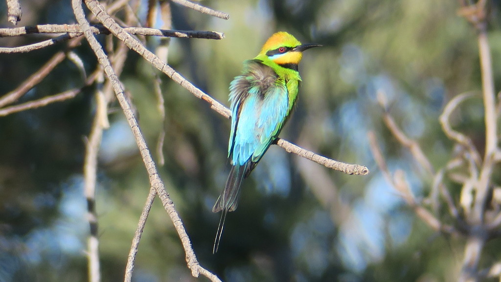 Rainbow Bee-eater from Perth WA, Australia on October 30, 2017 at 11:07 AM by Simon Nicholas ...