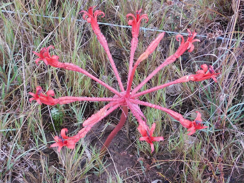 candelabra lily from Greyton Gun Club, 7233, South Africa on March 14 ...