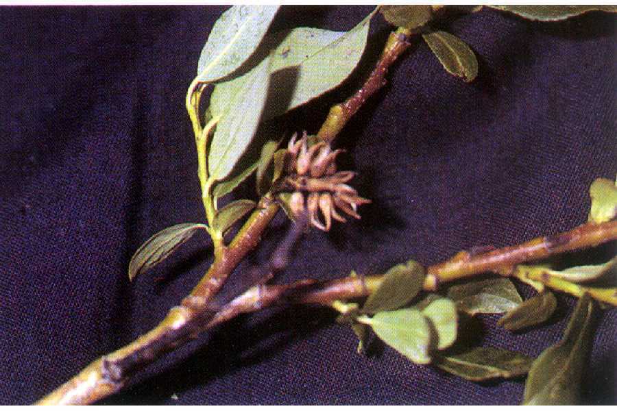 tea-leafed willow (Plants of Stagecoach State Park) · iNaturalist