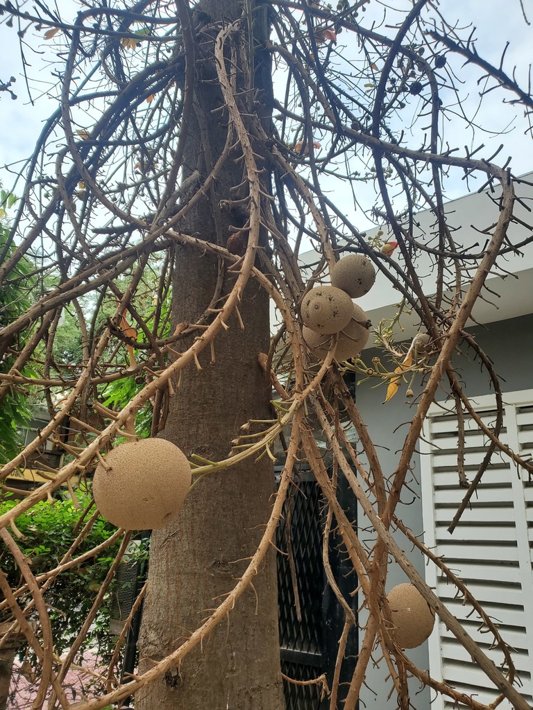 cannonball tree from Sangkat Phsar Kandal Ti Muoy, Phnom Penh, 柬埔寨 on ...