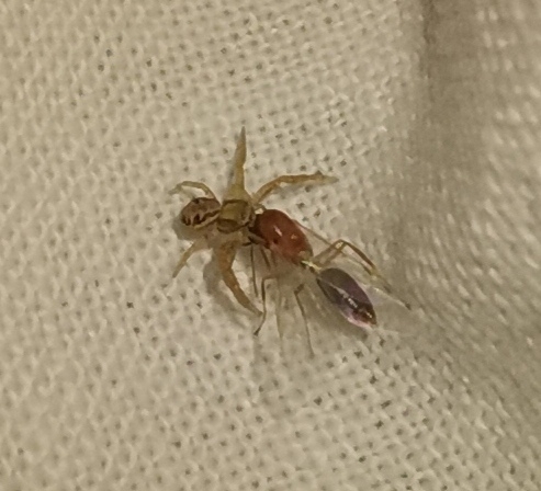 Colobopsis truncata from Mirkovo on August 01, 2020 at 10:15 PM by ...