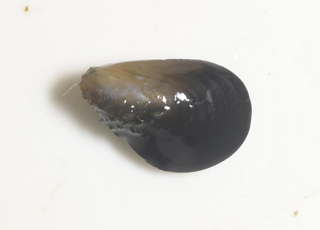 Black Mussels from Kingborough, Tasmania, Australia on November 3, 2017 ...