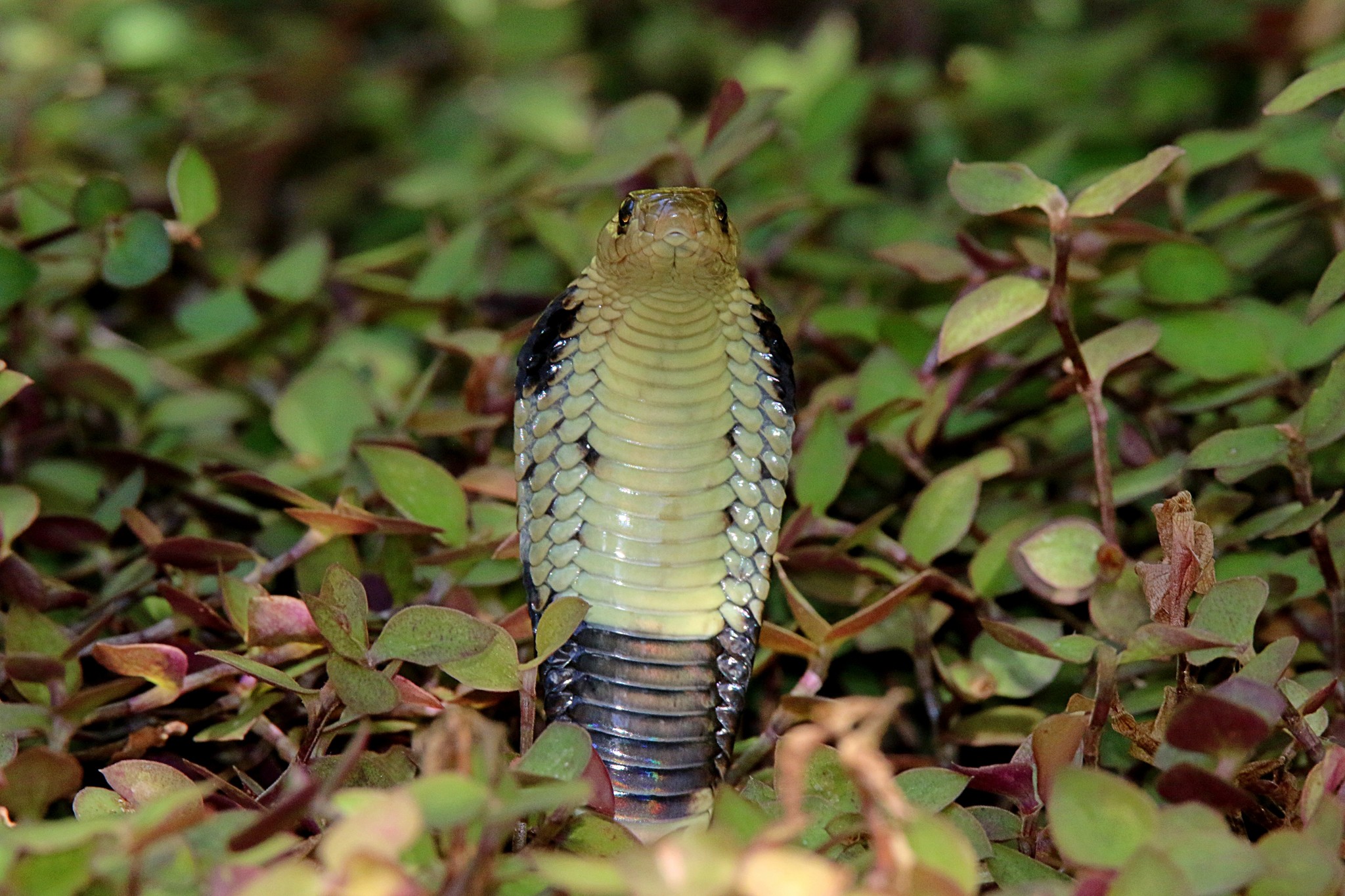 Naja anchietae Bocage, 1879