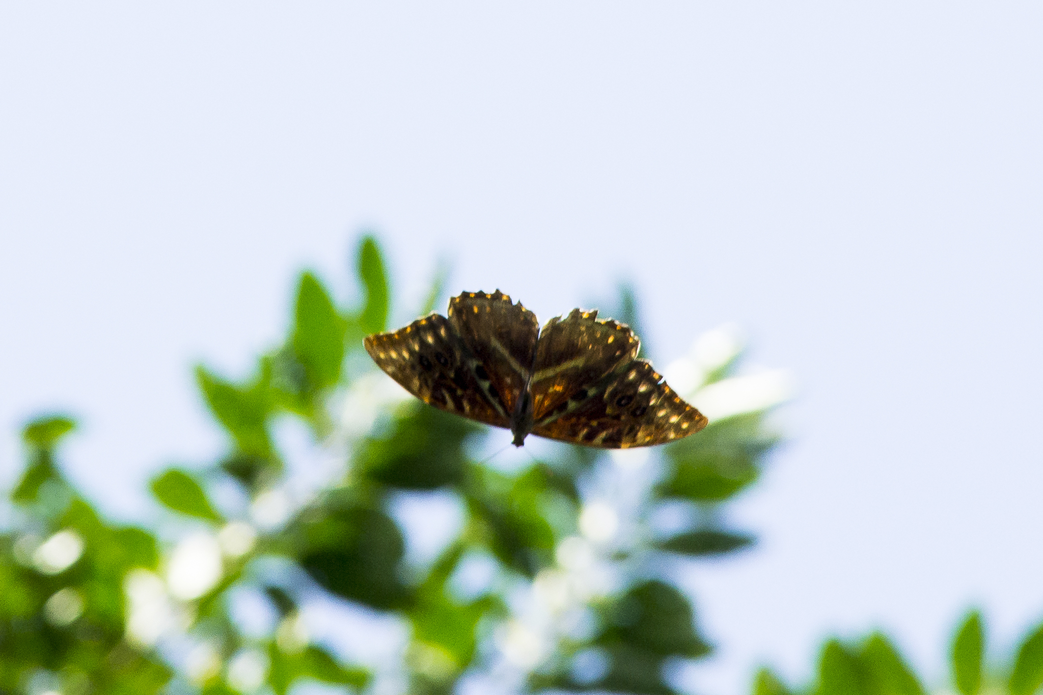 Morpho hercules (Dalman, 1823)