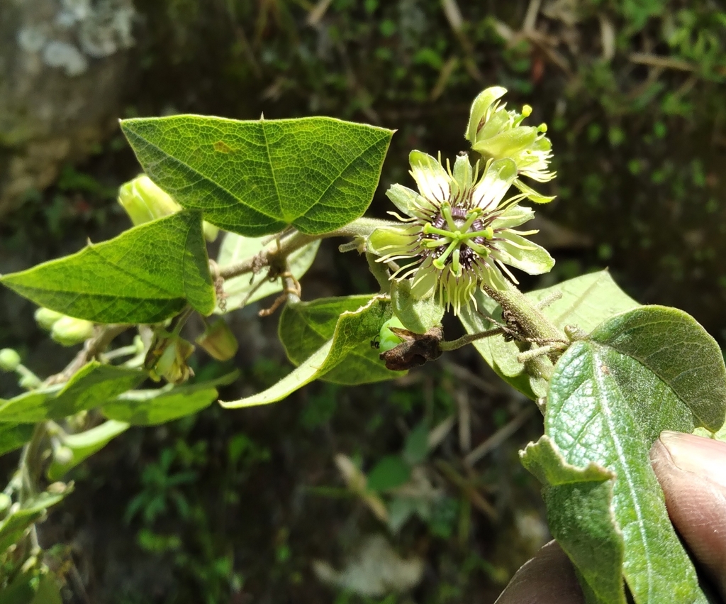 Passiflora inca from Zongo Valley, La Paz, Bolivia on March 15, 2021 at ...