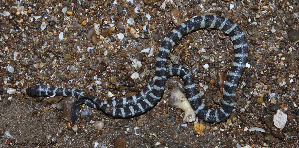 Striped Sea Snake (Hydrophis fasciatus) - Snakes and Lizards