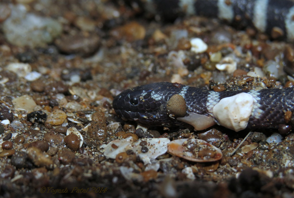 Striped Sea Snake (Hydrophis fasciatus) - Snakes and Lizards