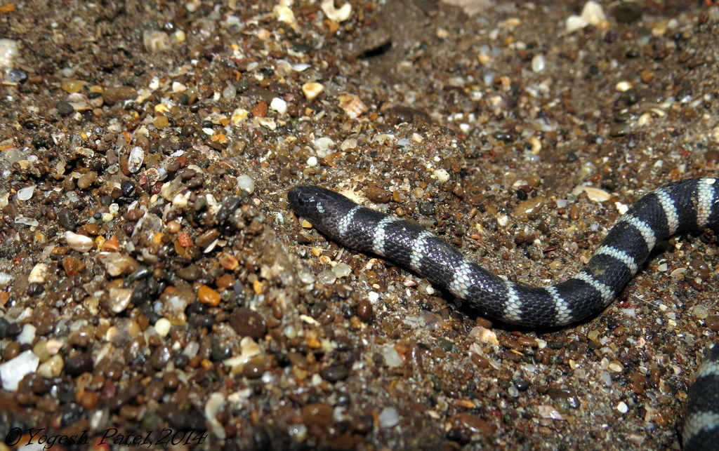 Striped Sea Snake (Hydrophis fasciatus) - Snakes and Lizards