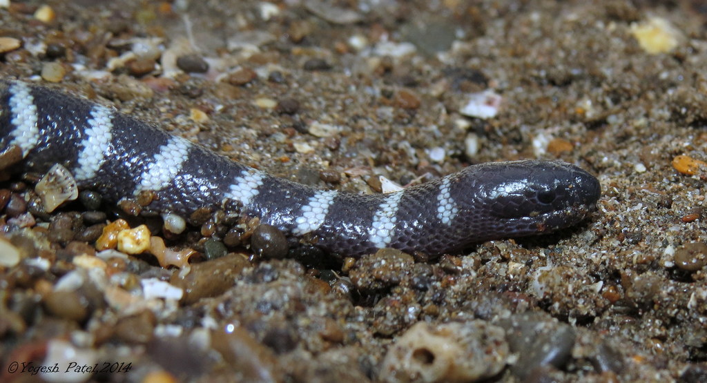 Slender Sea Snake (Sea Snakes) · iNaturalist