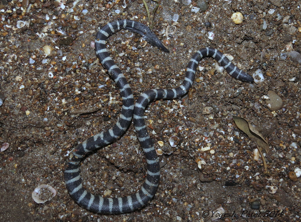 Striped Sea Snake (Hydrophis fasciatus) - Snakes and Lizards