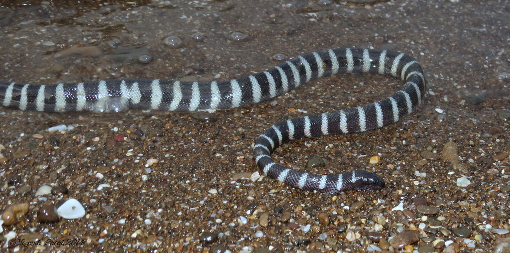 Striped Sea Snake (Hydrophis fasciatus) - Snakes and Lizards