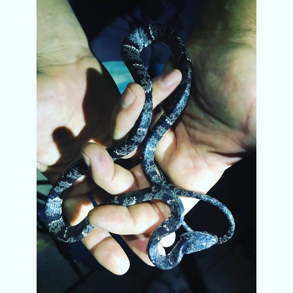 Cloudy Snail-eating Snake from Panama on November 01, 2017 at 07:48 AM ...