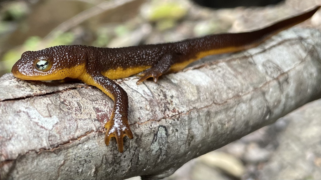 Rough-skinned Newt from 5601 Gazos Creek Rd, Pescadero, CA, US on March ...