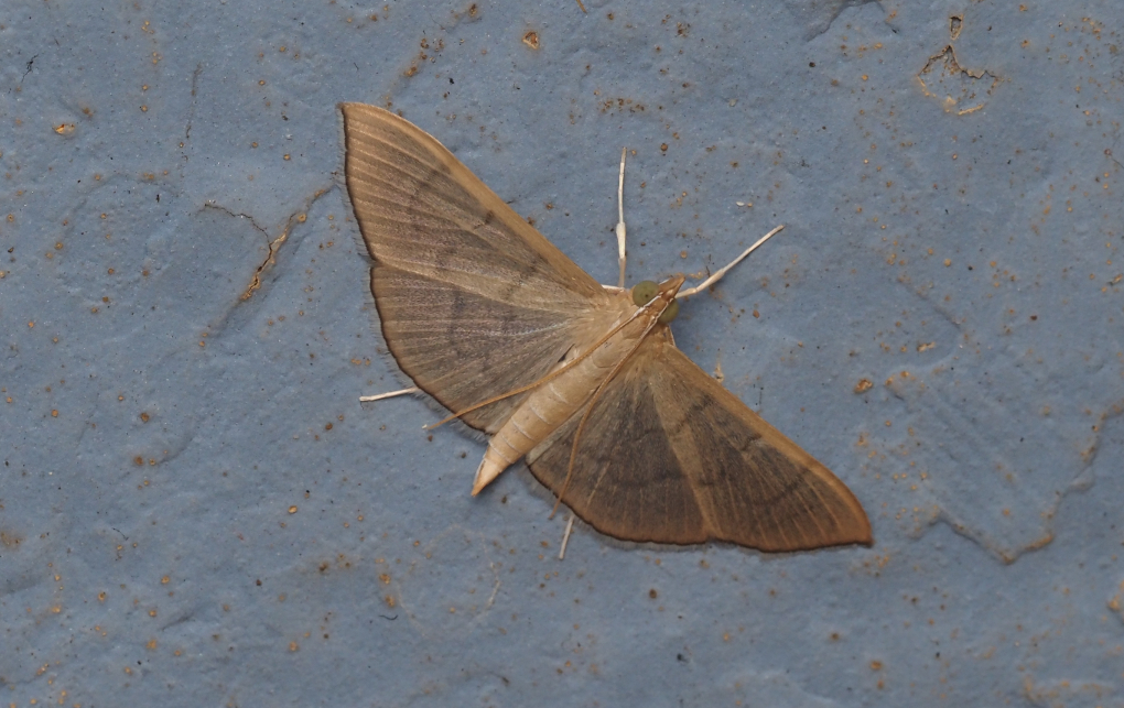 Pearl Grey Moth from Thiruninravur, Tamil Nadu 602024, India on March 8 ...