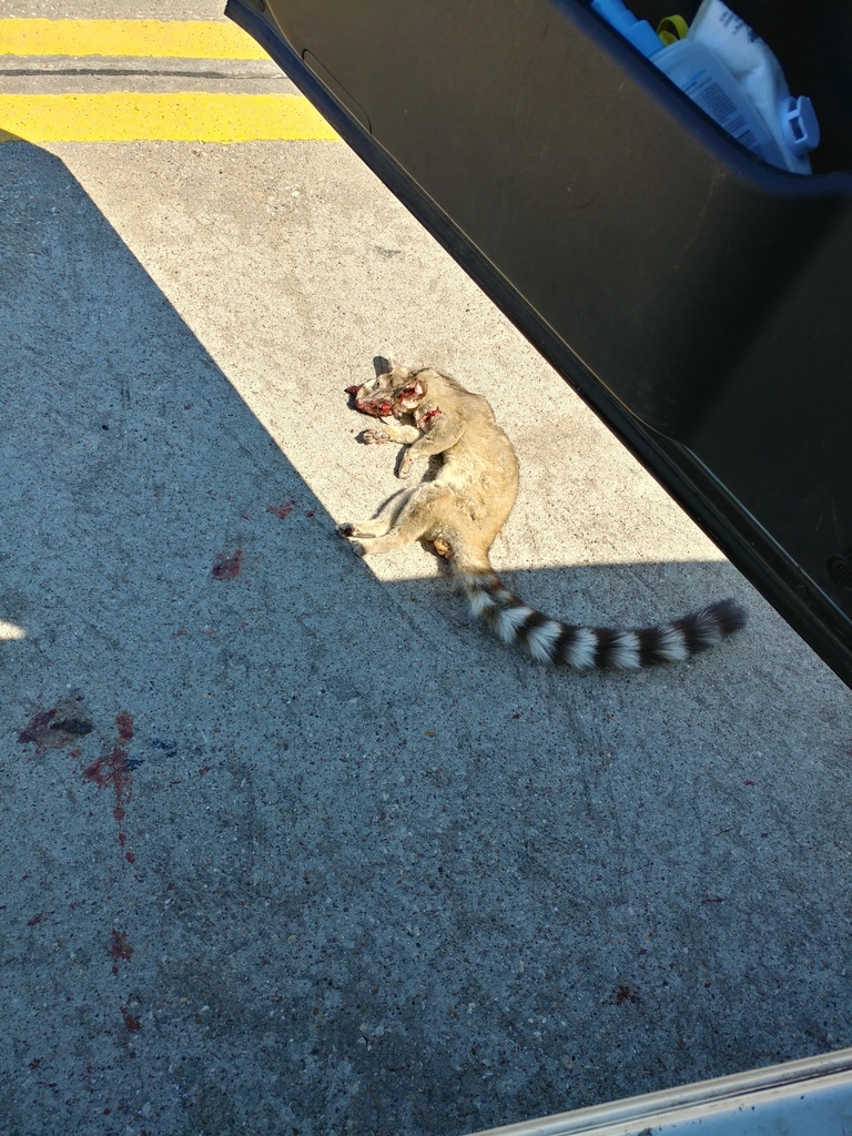 Ringtail from Katy, TX 77450, USA on February 19, 2021 at 12:31 PM by ...