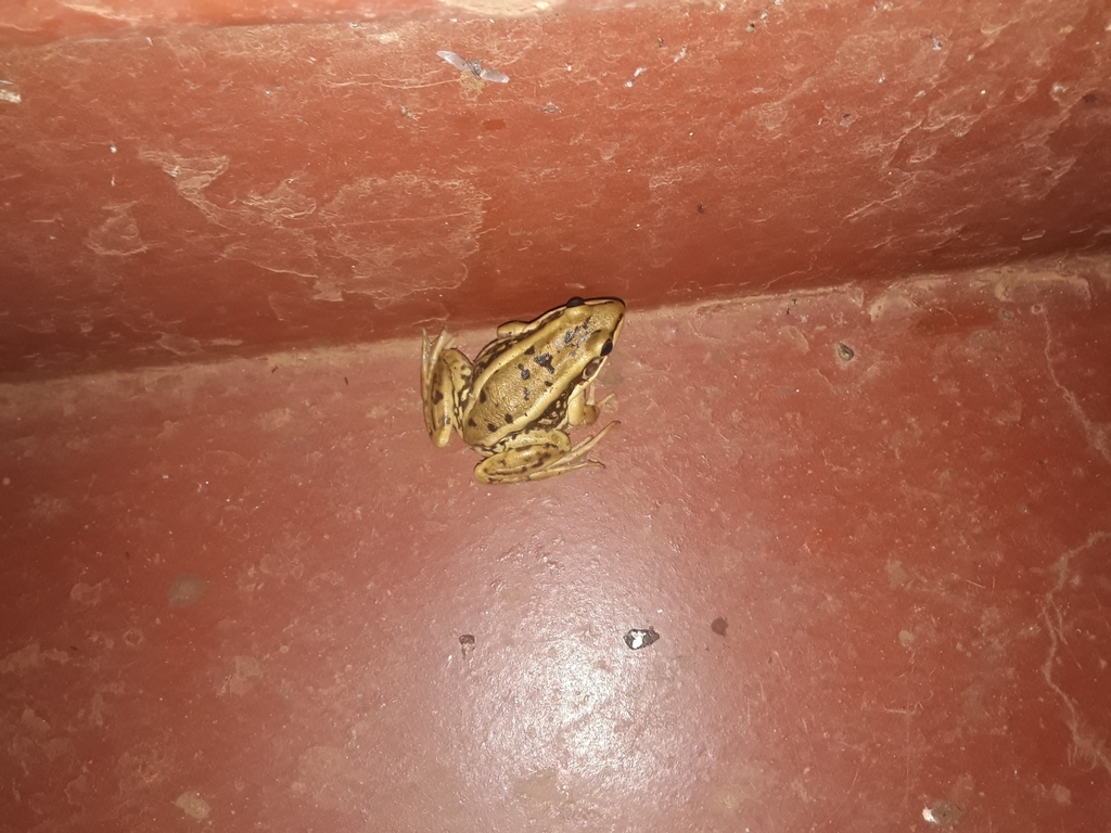 Galam white-lipped frog from Jinja, Uganda on March 15, 2021 at 07:31 ...