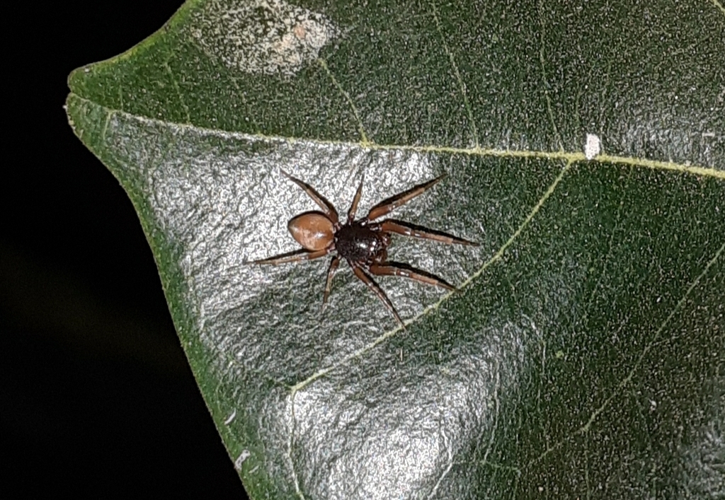 Trachelas from Kerala 671314, India on March 15, 2021 at 08:35 PM by ...