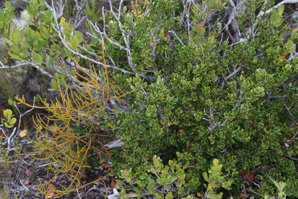Cape Koko Tree from Private nature reserve n airfield E R319 ca. 4km N ...