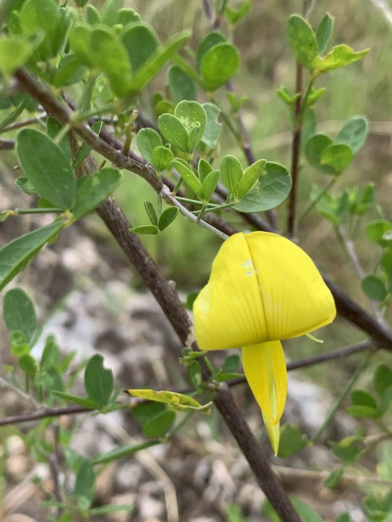 Small-Leaved Rattlepod (Magnoliopsida (Dicots) of the Mfolozi River ...