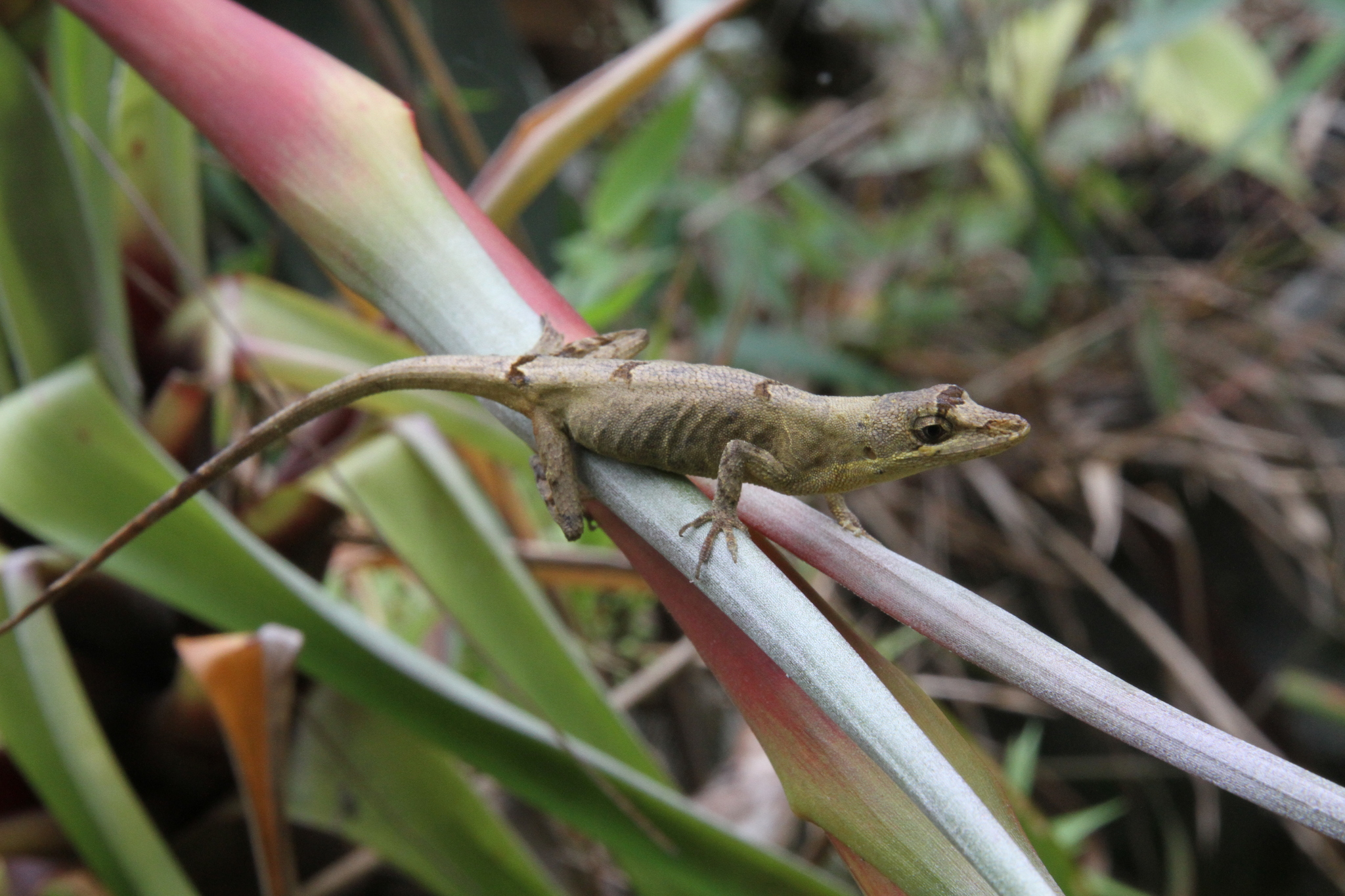 Anolis amplisquamosus (Mccranie, Wilson & Williams, 1993)