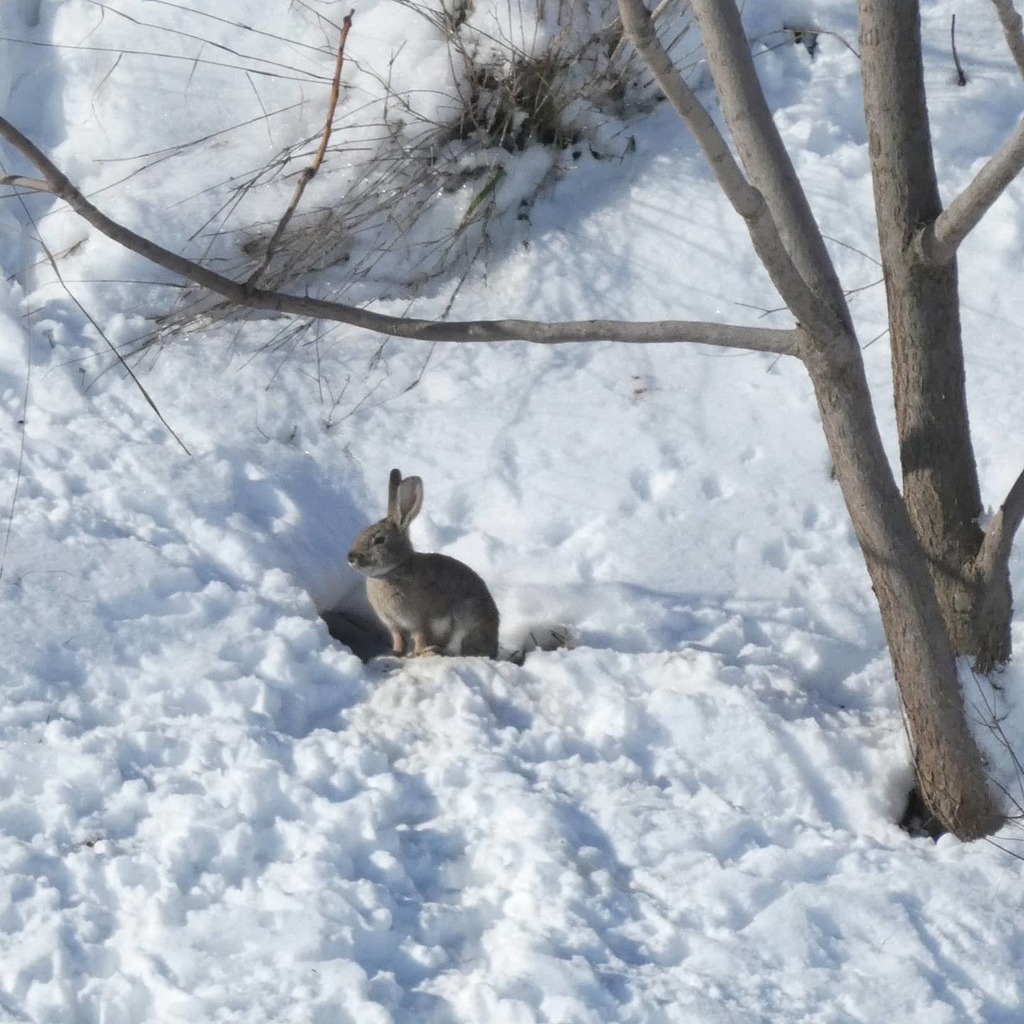 European Rabbit in January 2021 by Fran Delgado · iNaturalist