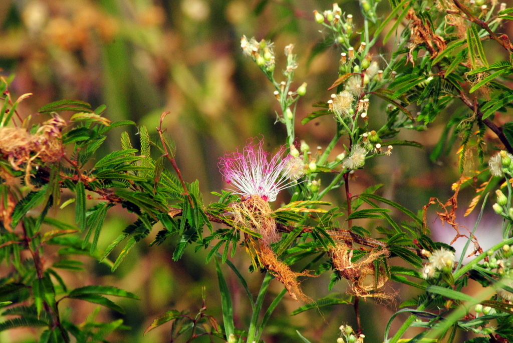 Calliandra parvifolia (Hook. & Arn.) Speg.