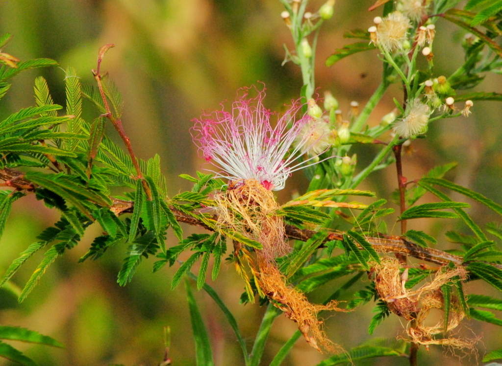Calliandra parvifolia (Hook. & Arn.) Speg.