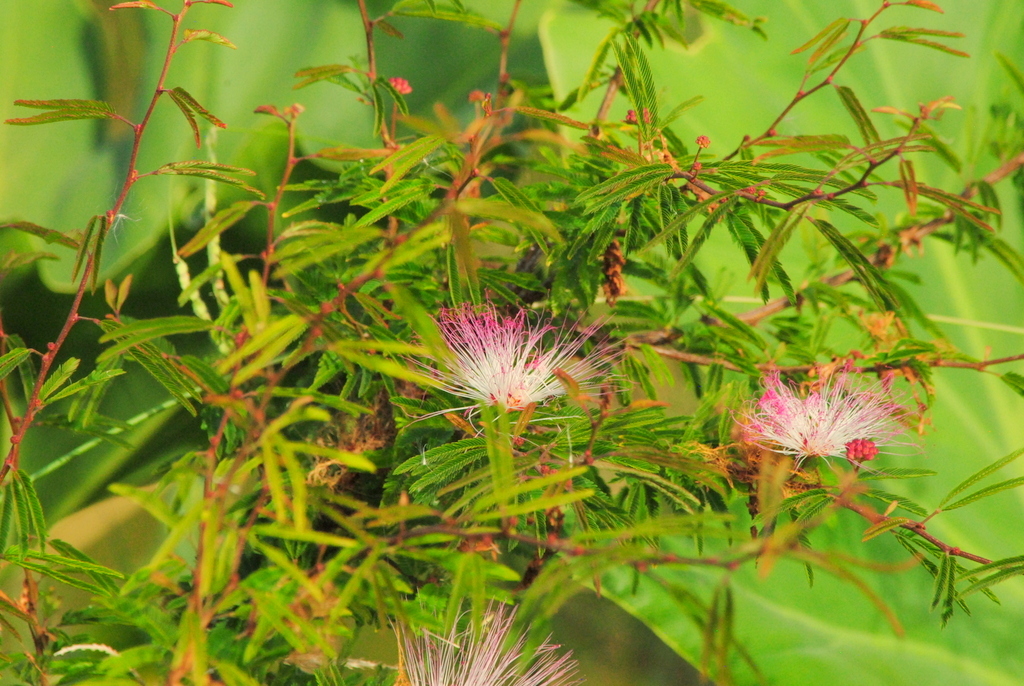 Calliandra parvifolia (Hook. & Arn.) Speg.