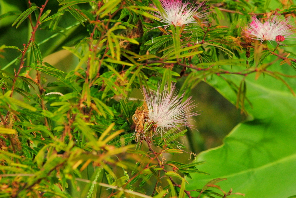 Calliandra parvifolia (Hook. & Arn.) Speg.