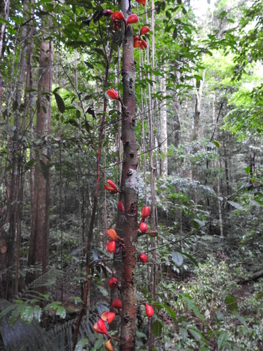 Connarus fasciculatus · iNaturalist