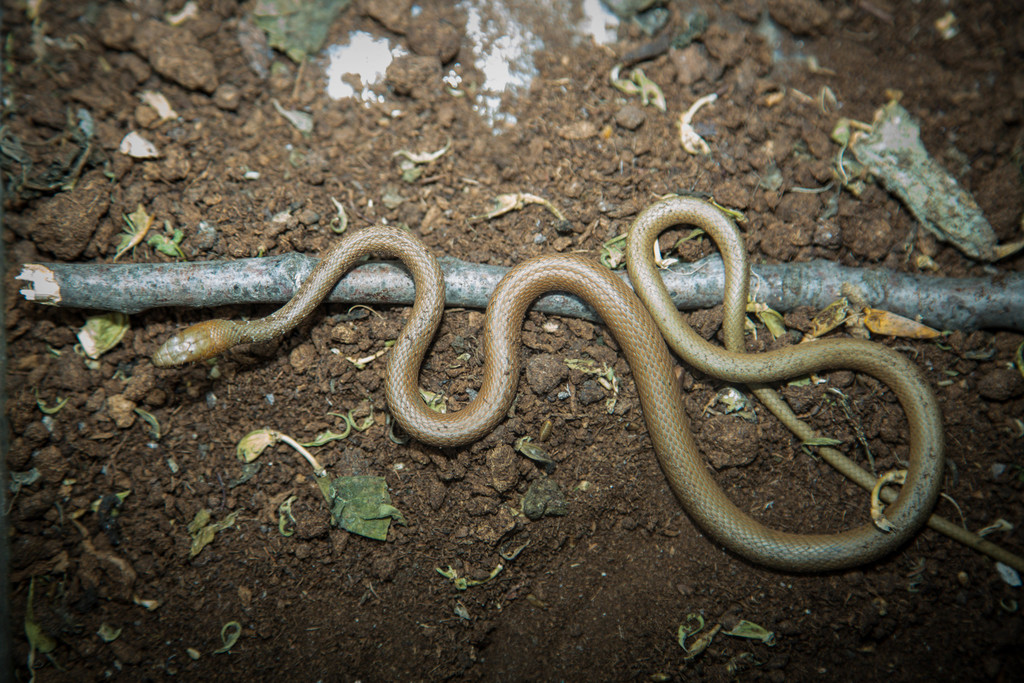 Dahl's Whip Snake from Aakkar, Lebanon on September 30, 2019 at 02:40 ...