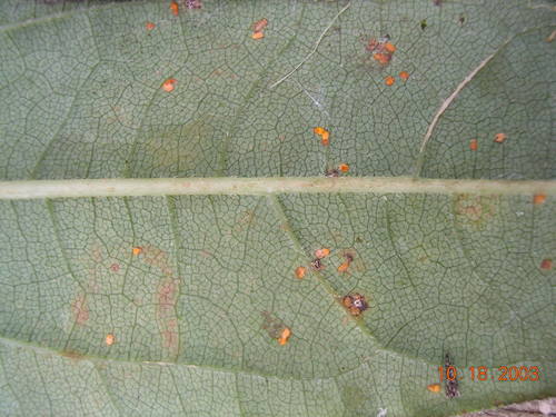 Coleosporium helianthi · iNaturalist