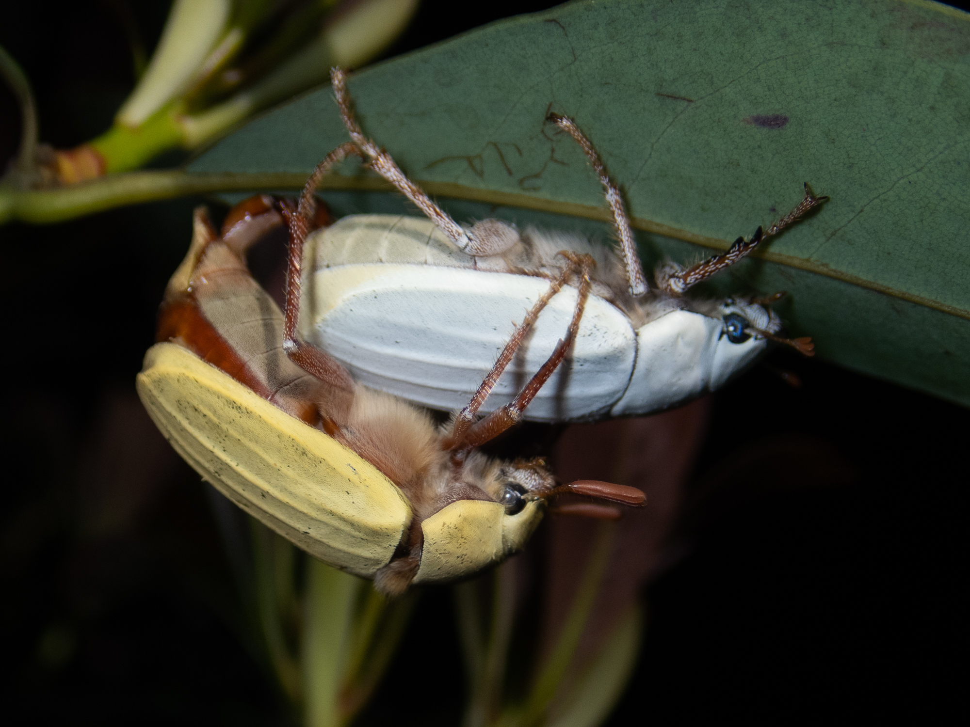 Cyphochilus apicalis Waterhouse, 1867