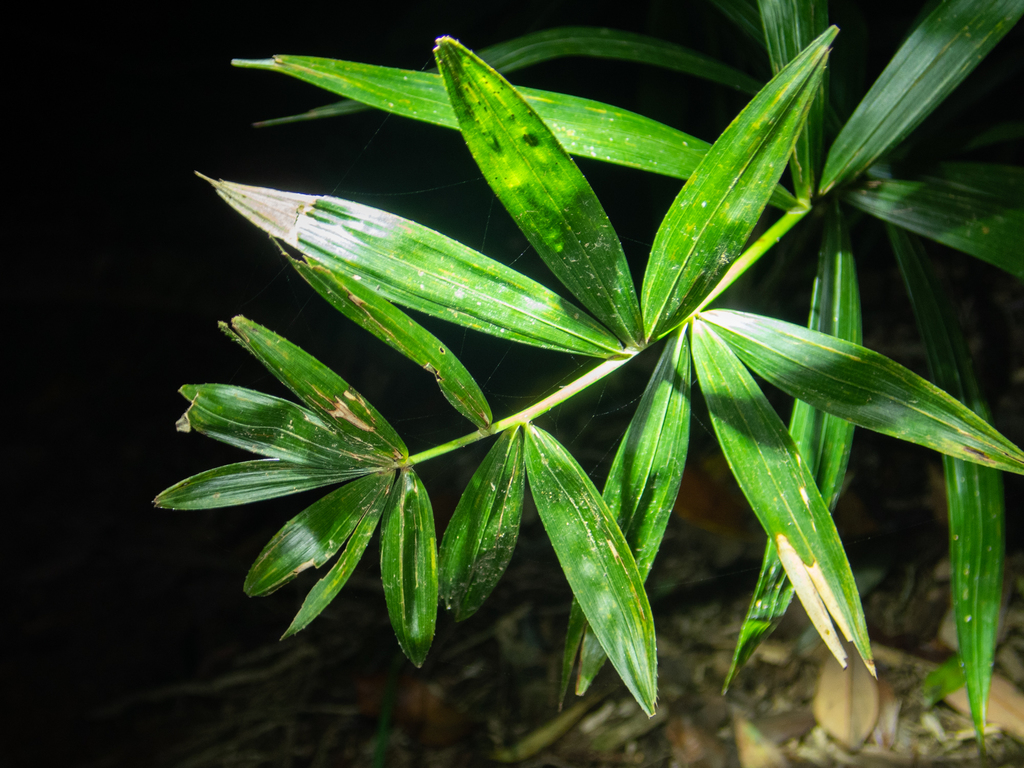 Calamus thysanolepis in March 2021 by Colin Chiu · iNaturalist