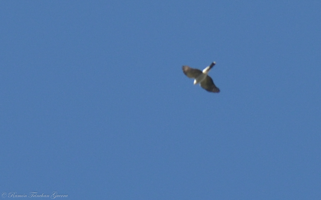 White-breasted Hawk in March 2021 by Ramón Trinchan · iNaturalist