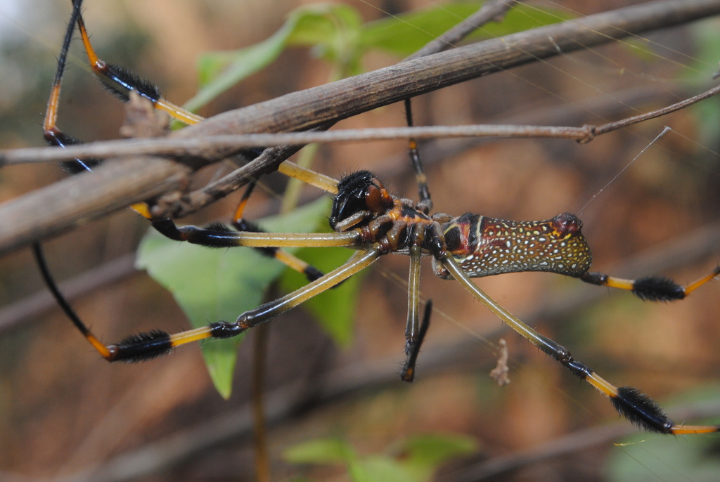 Golden Silk Spider from Cedros, Honduras on March 7, 2014 at 04:34 PM ...