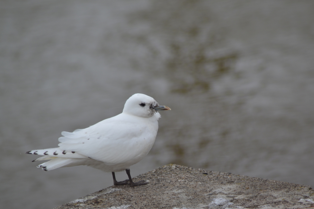 Ivory Gull from Flint, MI, USA on March 10, 2017 at 12:58 PM by Joseph ...