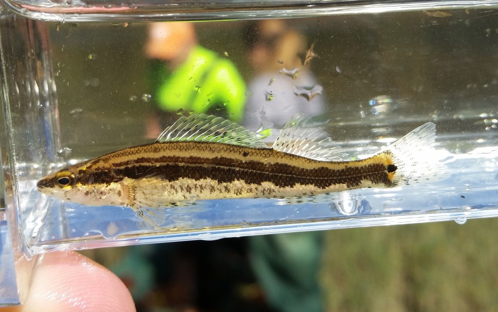 Percina stictogaster (Fishes of the Upper Green River, KY) · iNaturalist