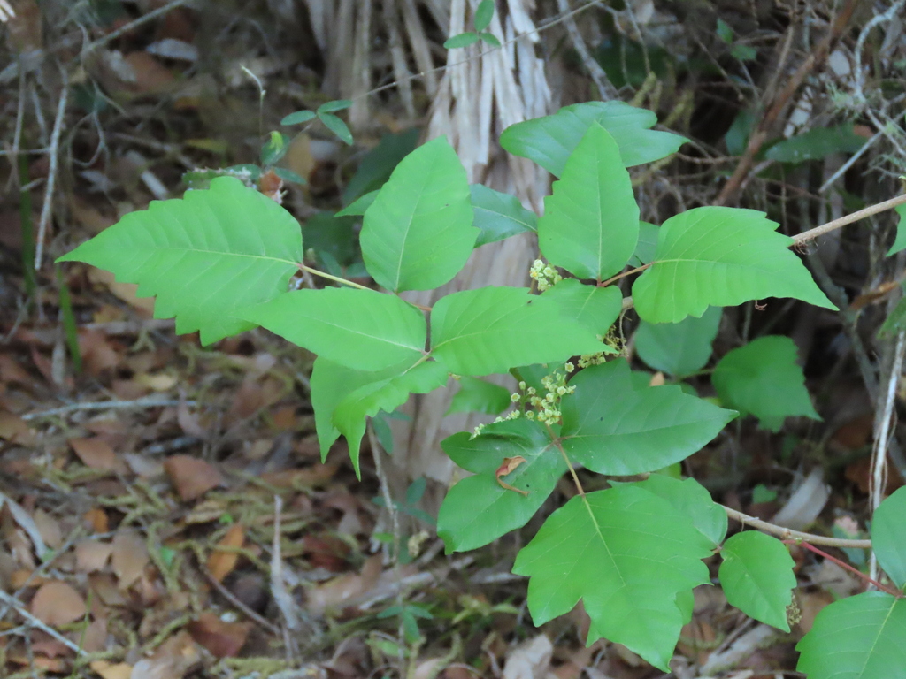 eastern poison ivy from Hathaway Park, Charlotte County, FL, USA on ...