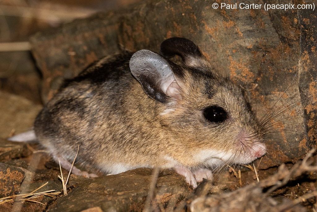 Large-eared Mouse from Dunedin Farm, Central Karoo DC, South Africa on ...